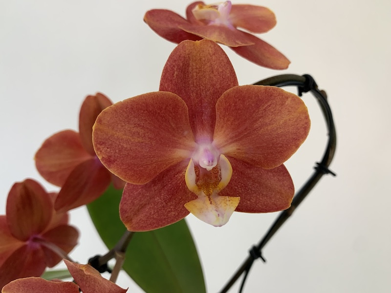 Phal orchid store